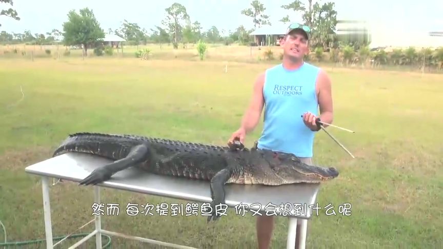 看看你们喜欢的奢侈品,看完取鳄鱼皮的过程,你还想买吗?