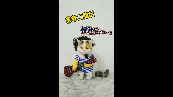 会撒娇的小猫咪,你值得拥有哟!