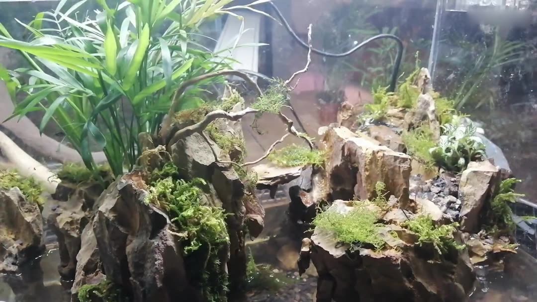 自己做的松皮石水陆缸造景