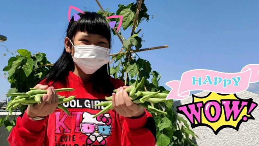 楼梯间顶种攀藤月季花,喜迎春季四季豆丰收,再给龟池消毒杀菌啦