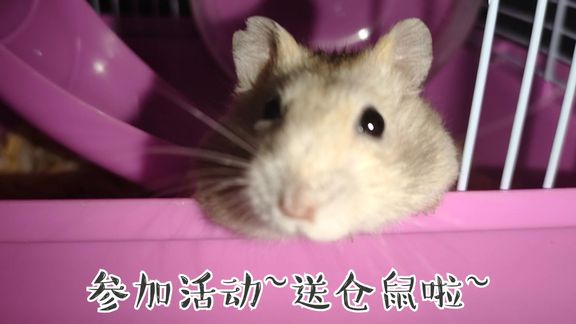 送仓鼠!送仓鼠!送仓啦~重要事情说三遍