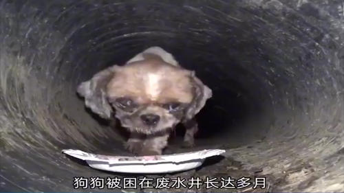 狗狗被困水井数月终于获救,你永远不知道,生命能有多坚强