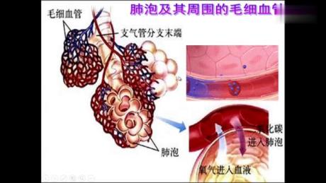 肺泡内的气体交换