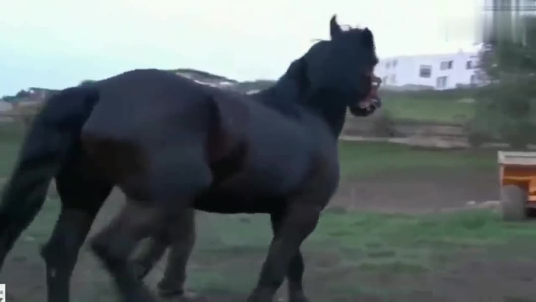 男子养了一匹毛色纯正的公马,去野外给村里的养马户配种