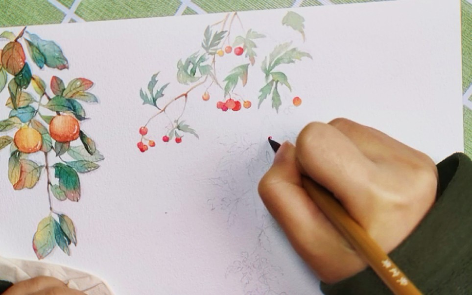 【临摹照片】乌头叶蛇葡萄 唠嗑画画