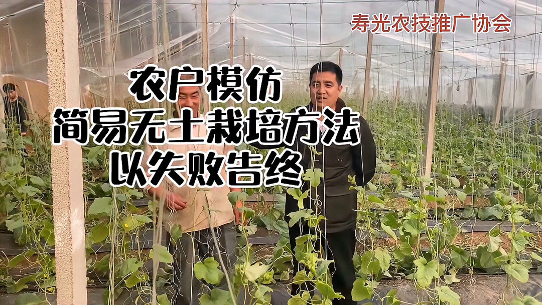 农户模仿简易无土栽培方法,以失败告终!