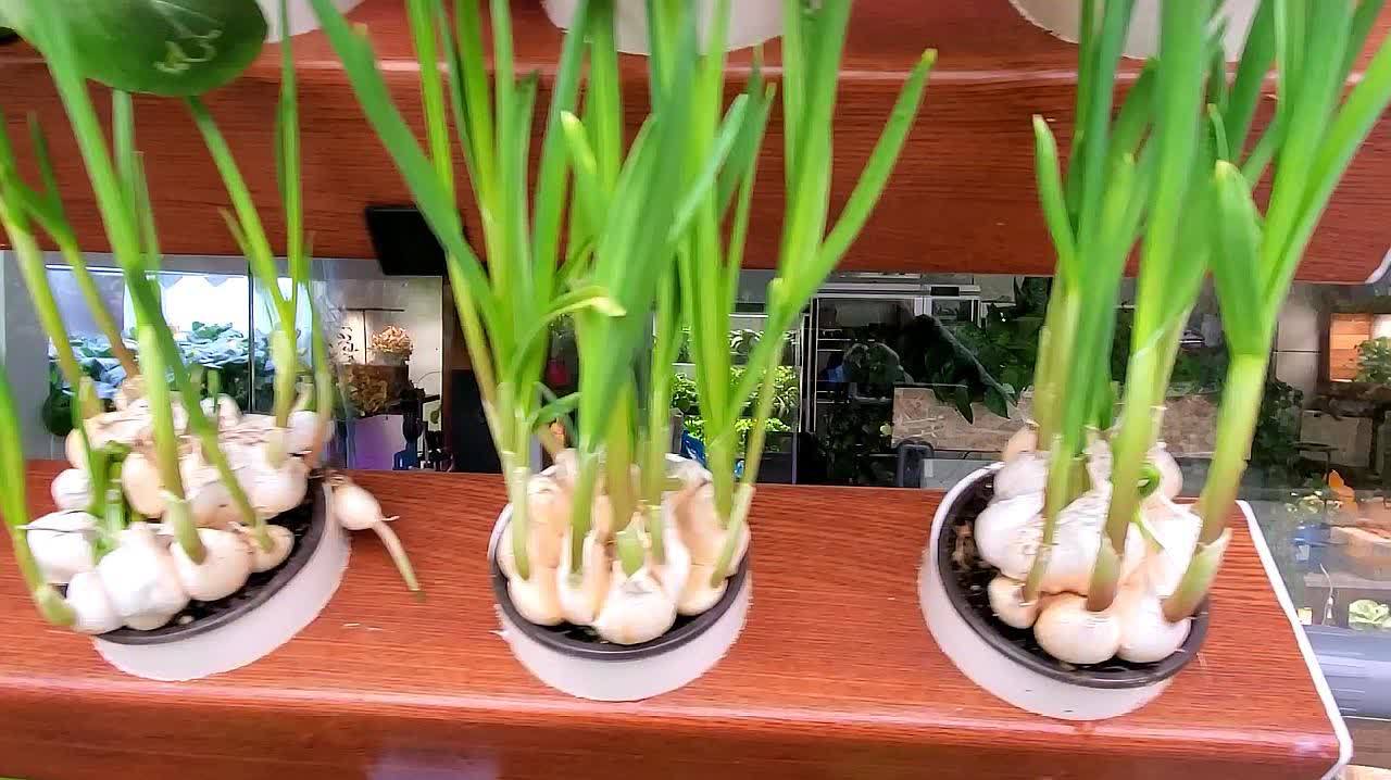 左手抓技术,右手抓推广,阳台鱼菜共生大市场