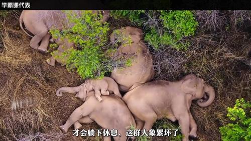 科普一下带你了解了解大象