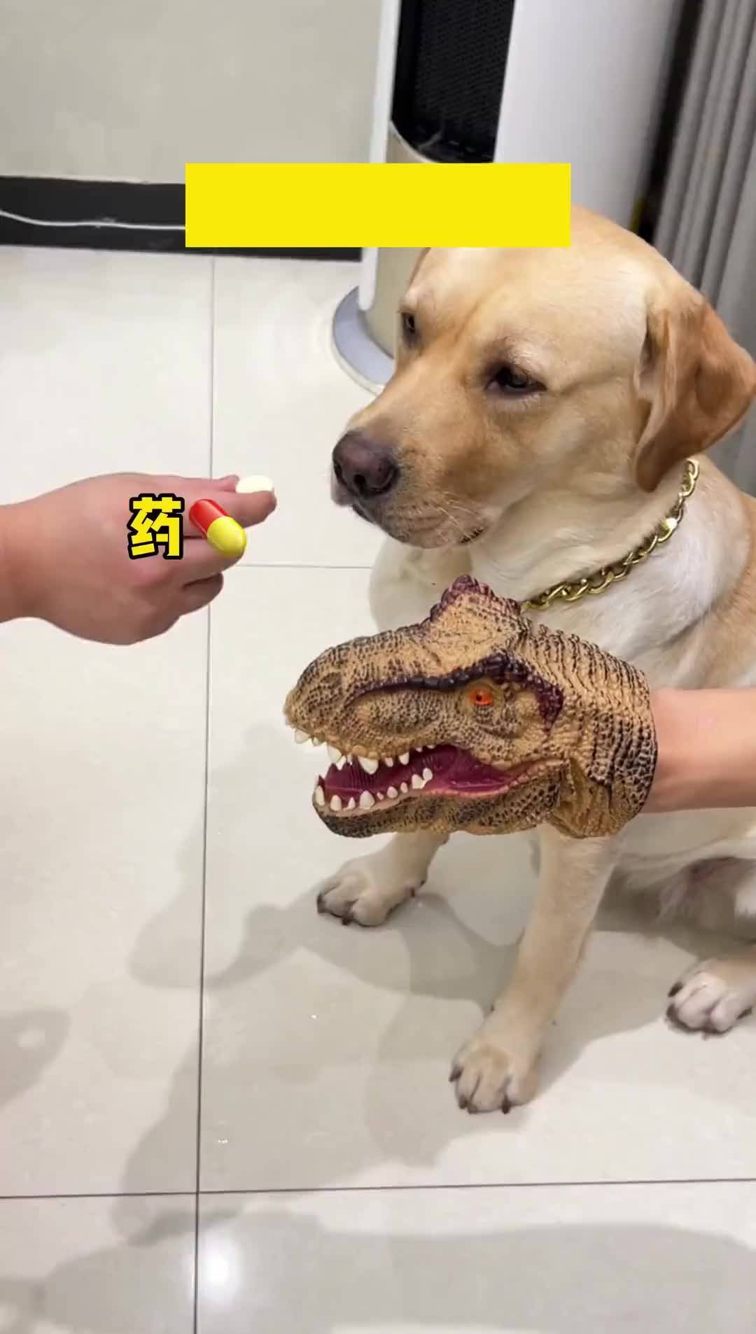 小狗见主人狂扇"恐龙"后立马张嘴吃药网友:论军事演习重要性。