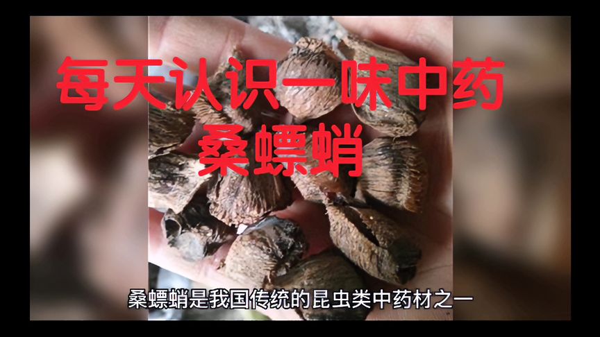 每天认识一味中药:桑螵蛸