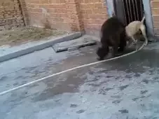 实拍: 巨型藏獒被比特犬狂咬, 丢尽了藏獒家族的脸