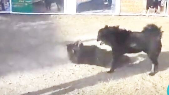 一藏獒战三虎,藏獒战斗力让主人惊喜不已!