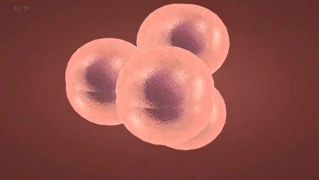 人类新生命形成的一些过程是怎样的?