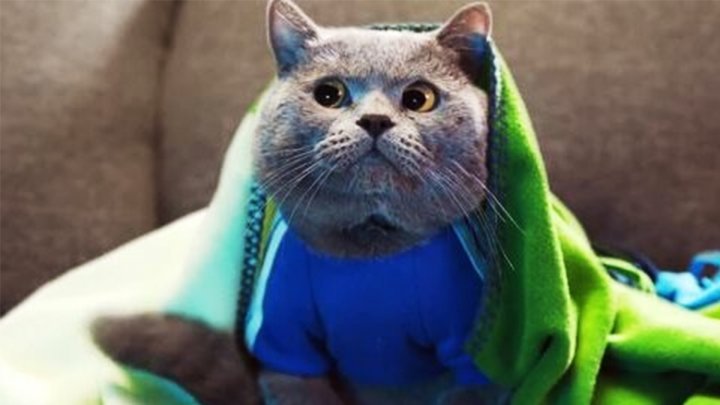 爆笑不停!猫咪健身房奇葩大盘点 你碰到过这几种类型吗?