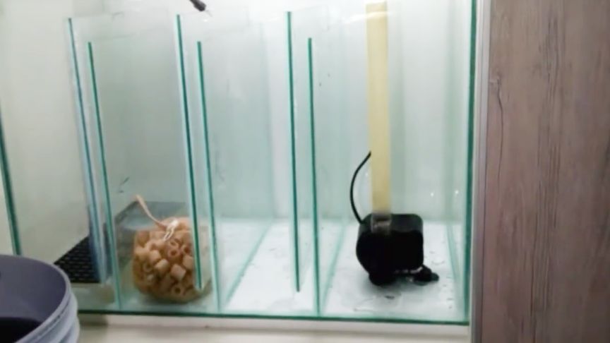 鱼缸底滤系统,就这么回事儿:分享给水族新手朋友
