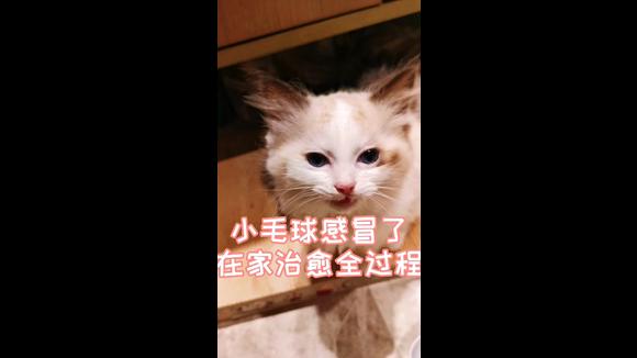 猫咪感冒治愈过程