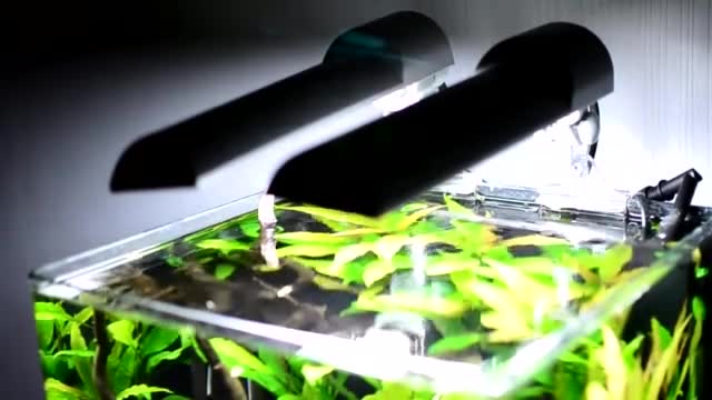 简单生动的迷你小缸造景欣赏