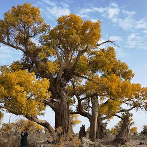 番茄1922391741575262 