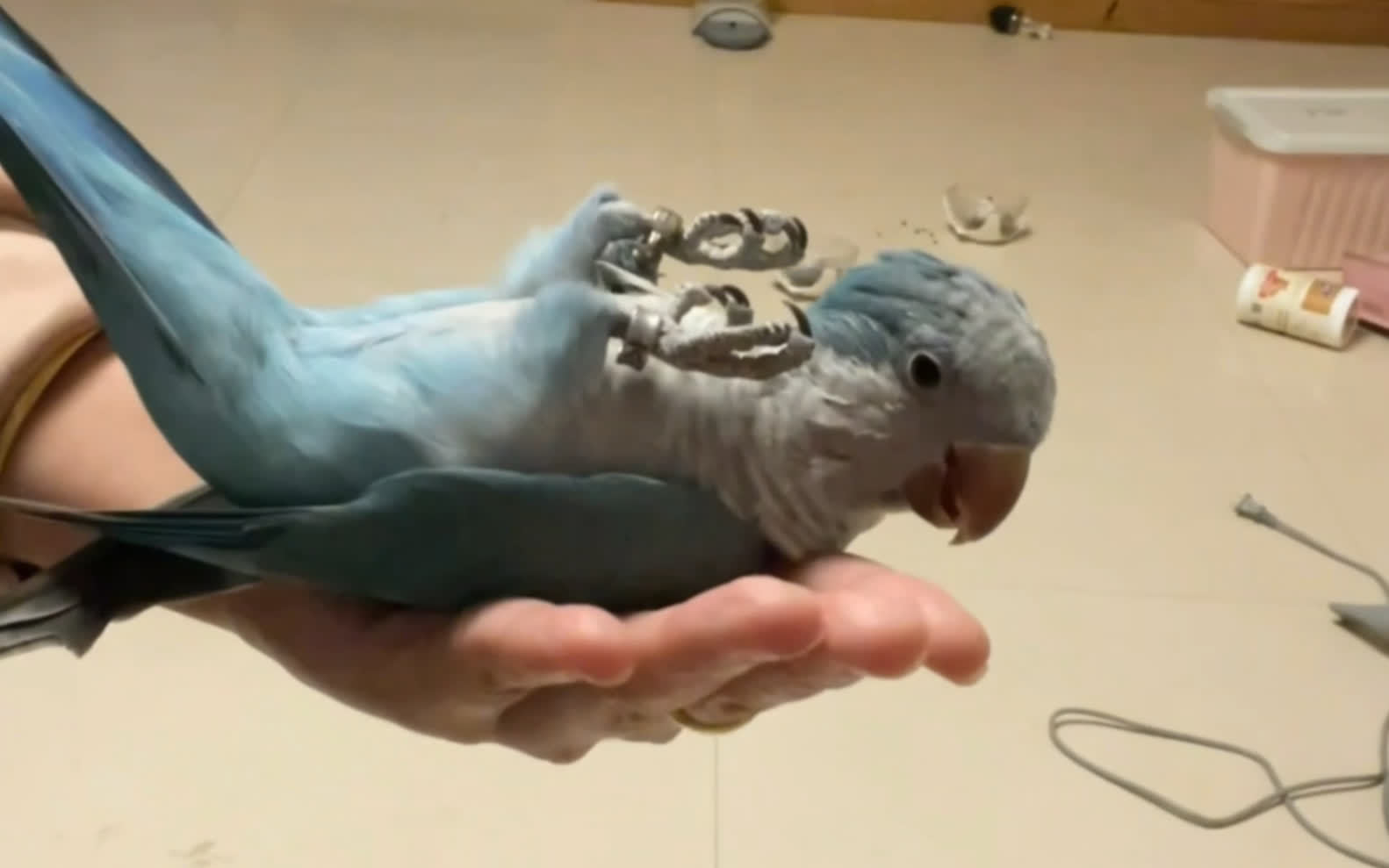 跟刘谦老师学习怎么定住长羽毛的动物