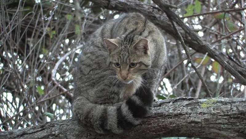 生活在森林里的野猫,每次外出捕猎,都要把毛发梳理的整洁如新