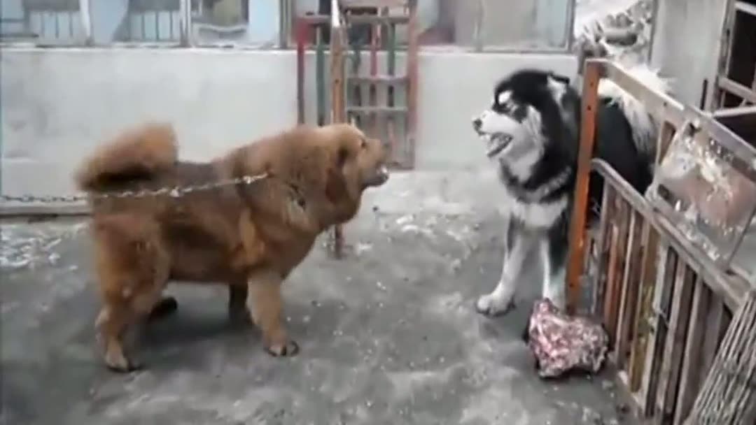 高加索犬咬死藏獒 藏獒打架 7个月藏獒VS两年阿拉斯加-all