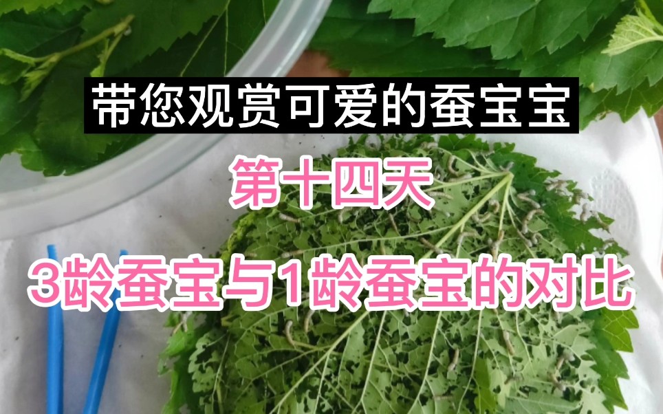 不同阶段的蚕宝宝有什么区别呢?快来看看吧!