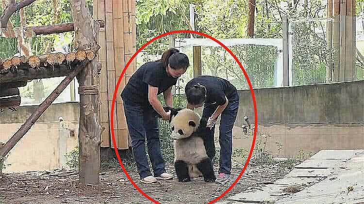 在美国熊猫怎么样了?每只都被宠上天,网友:惹不起就供着你