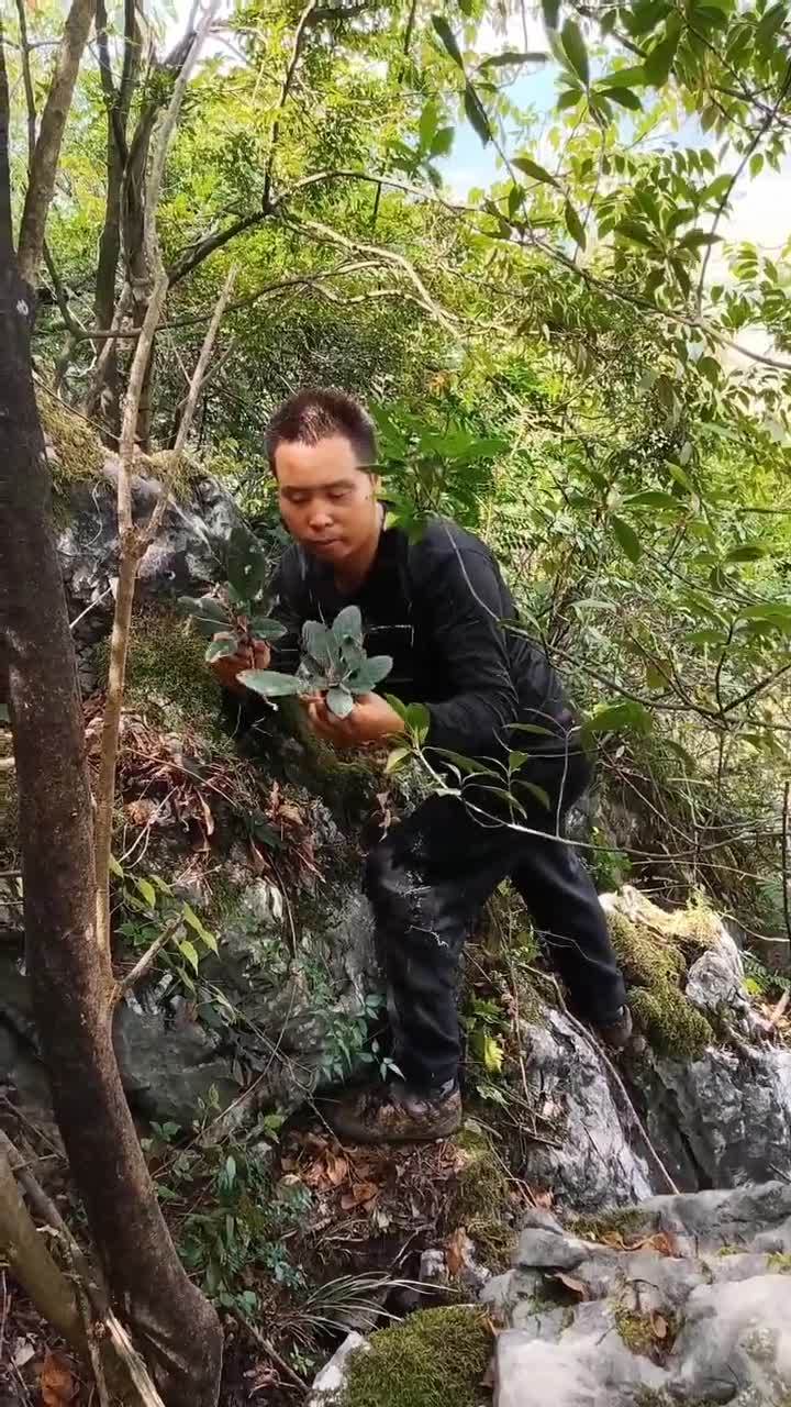 软甘草记录真实生活花草中药材