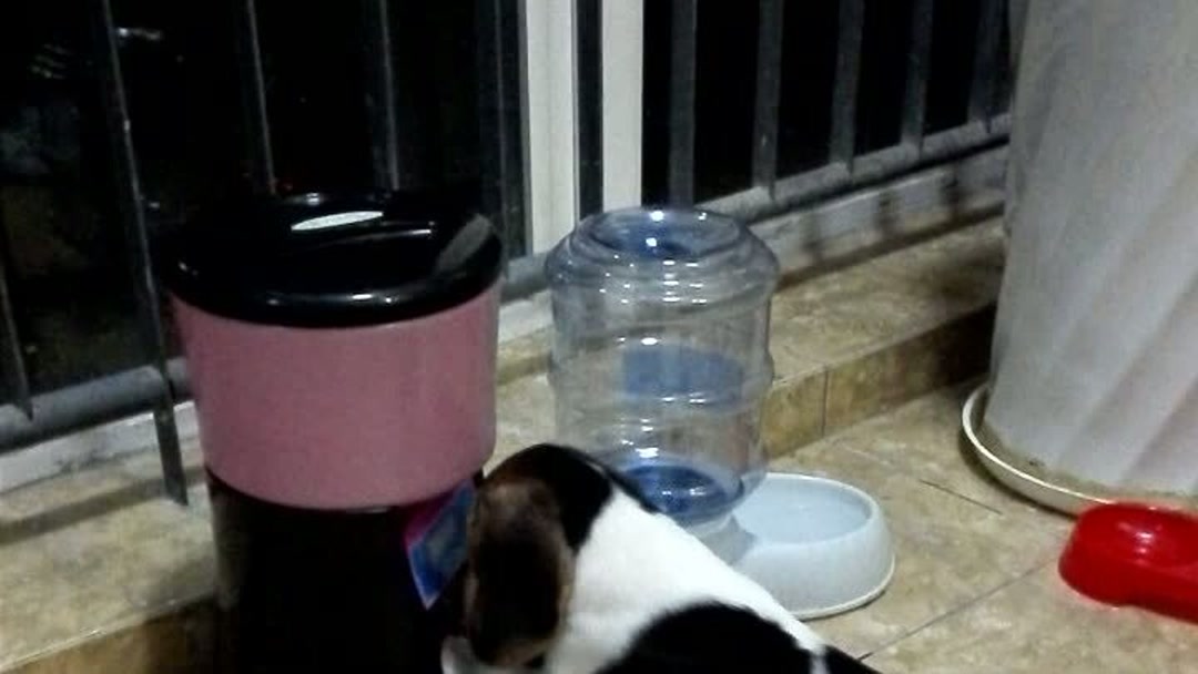 新买的定时喂食器。比格犬的嗅觉真不是盖的,他闻到狗粮的味道,