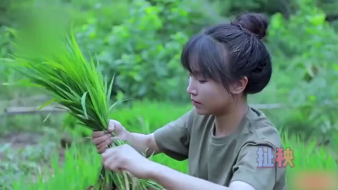 李子柒把日子过成一首诗!跟着她看水稻的一生,一帧一帧美如画