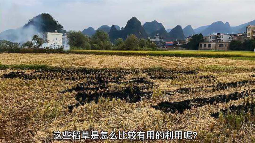 家乡的水稻成熟了，河南的收割机来帮忙，当地农户巧妙利用稻草