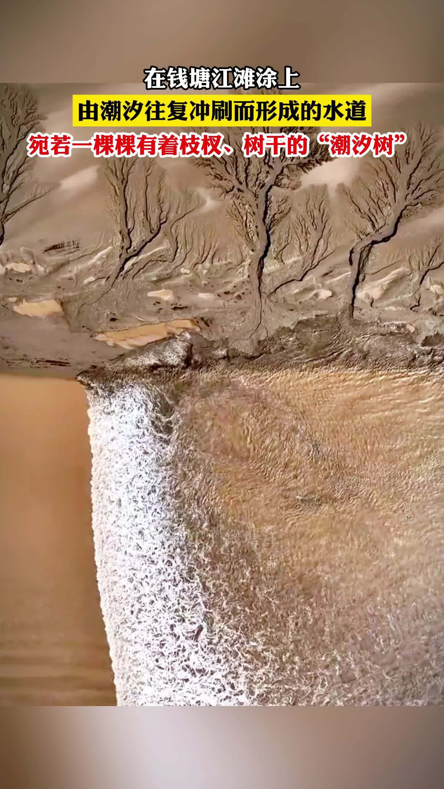 钱塘江滩涂上,由潮汐往复冲刷而形成的水道宛若一棵棵"潮汐树"