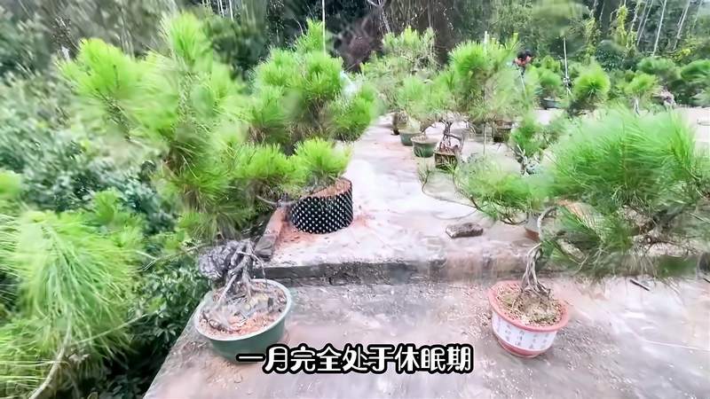 如何养好一棵松树盆景,一年中每个季节养护管理都很重要!(上)