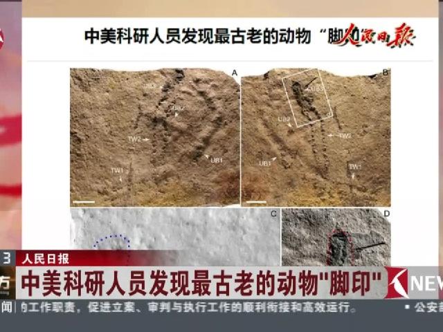 中美科研人员发现最古老的动物“脚印”
