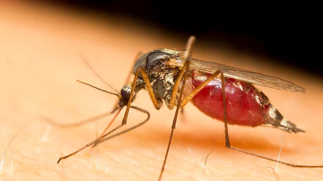 关于蚊子你不知道的事,它们为什么吸血?它们想传播病毒吗