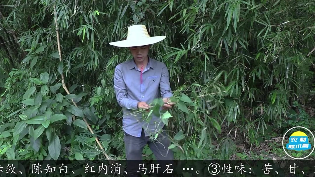 这味草药植物,价值用途很珍贵,赶快来认识它