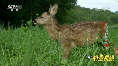 食物种类多达130种!鹿吃起东西来不挑食,饭量更是不小动物世界