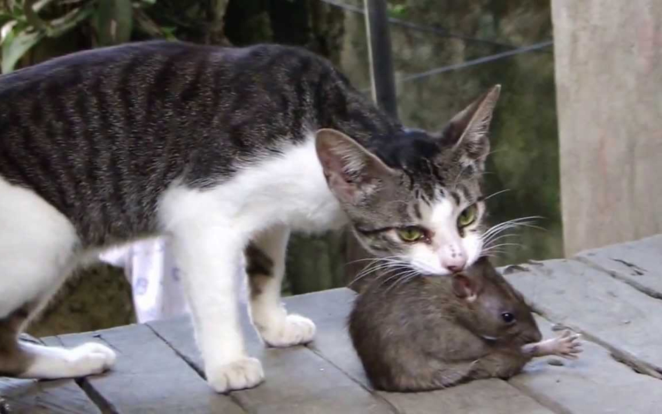 猫大战老鼠,老鼠被扼住生命的喉咙!@油兔不二字幕组
