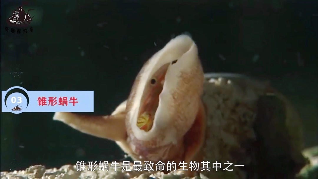 5种地球最毒的水生物