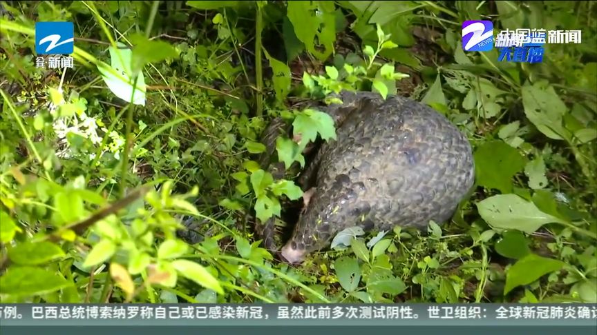 淳安:放生国家一级保护野生动物中华穿山甲
