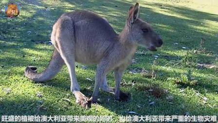 澳大利亚:中国人快来移民吧,免费吃野兔,中国人:我不去