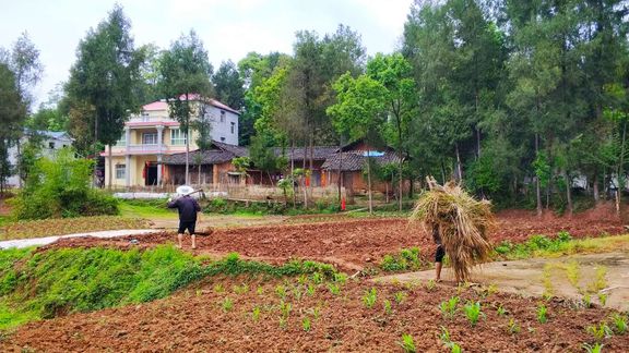 乡村农夫为保稻田少病虫害,用了传统老办法,第1次见此种植技术