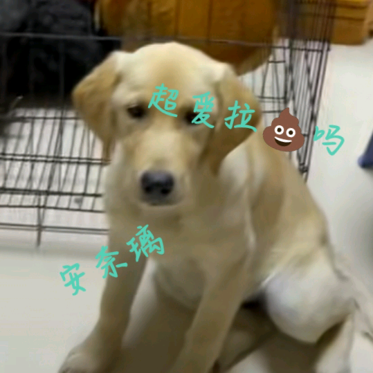 安慕呀 