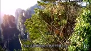 张家界的玻璃桥,能走完的我敬你是条汉子!
