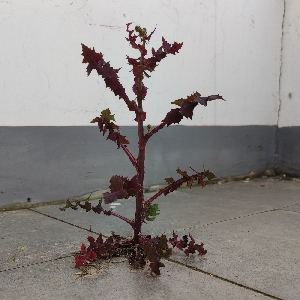 一个IT打工人的镜头 