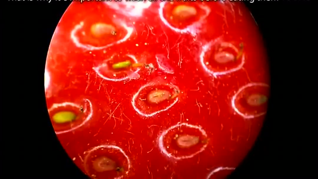 显微镜下:草莓放大1000倍发现寄生虫