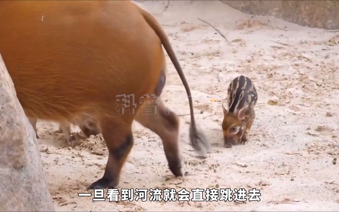 ...“称霸”非洲,700万头无人敢吃,猎人都拿它束手无策?【科普任意门】