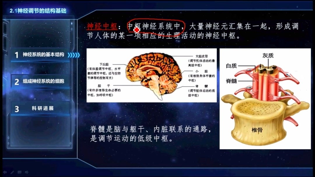 【选择性必修1·稳态与调节】2.1神经调节的结构基础