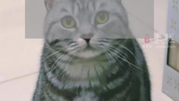 联合专家组:水貂和猫等动物对新冠病毒高度易感。