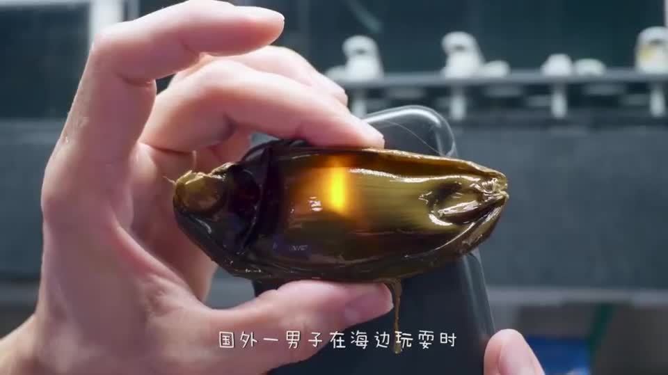 男子捡到一个“芒果核”,用剪刀剪开后,钻出的东西吓人一跳